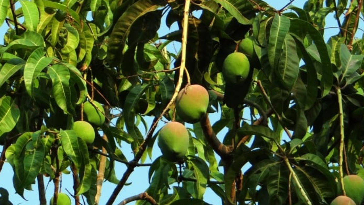 Agroinsurance