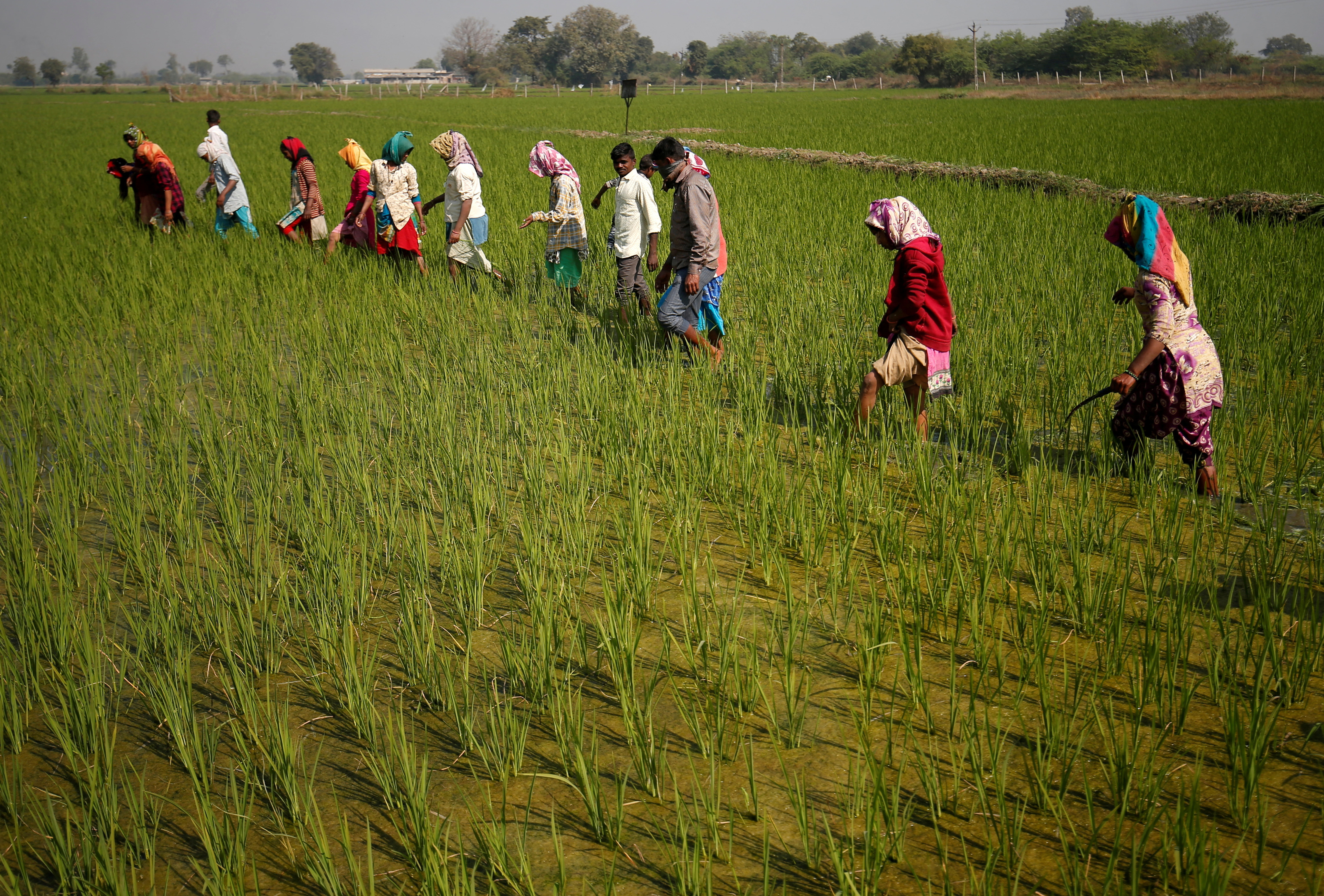 Agroinsurance